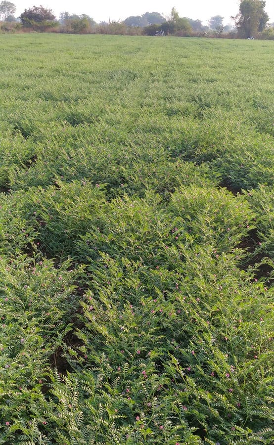 Harbhara Plants Stock Photos - Free & Royalty-Free Stock Photos from ...