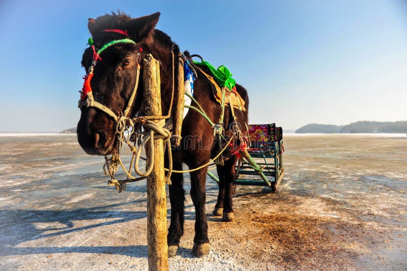 Harbin Horse Sledding stock photo. Image of harbin, cold - 91117514