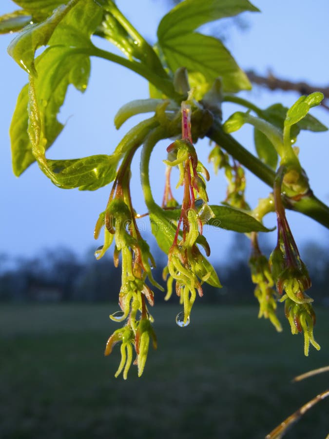 Harbinger of spring stock image. Image of water, grow - 29414851