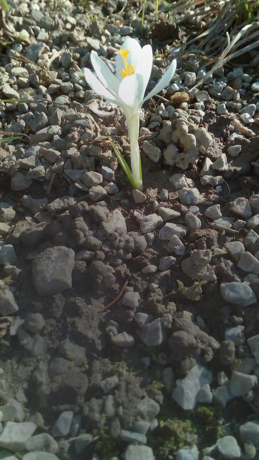 Harbinger of spring stock photo. Image of sunlight, saffron - 90478982