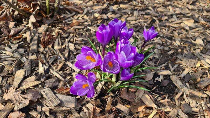 Harbingers of spring editorial photography. Image of harbingers - 293713857