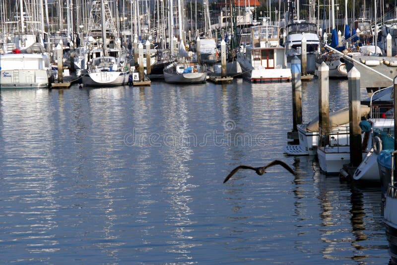 Bat Swoops Stock Photos - Free & Royalty-Free Stock Photos from Dreamstime