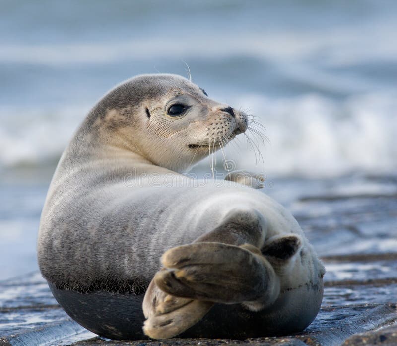 Harbor seal stock image. Image of head, portrait, marine - 16269465