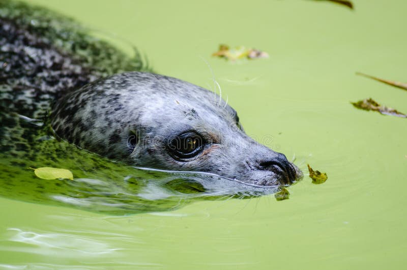 Harbor Seal Picture. Image: 85818744