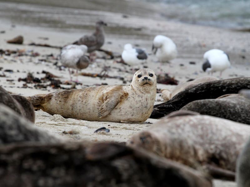 Harbor Seal on Beach with Birds Stock Image - Image of animal, wildlife ...