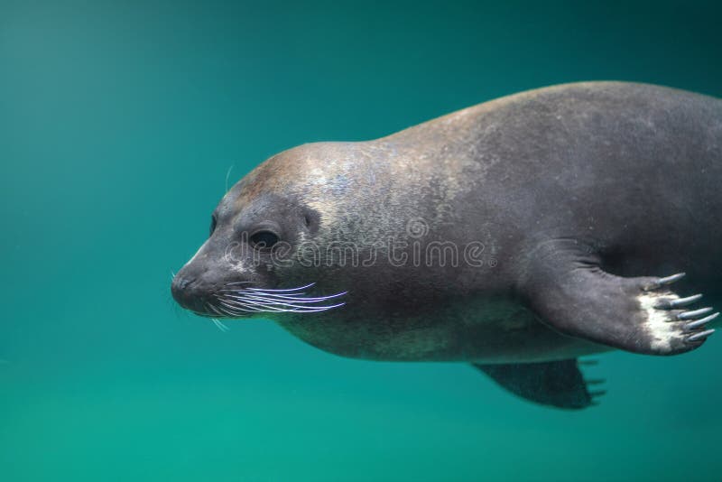 Harbor Seal Diving Underwater or Common Seal Stock Image - Image of ...