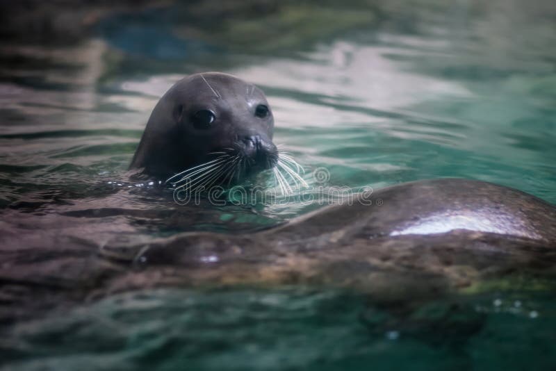 Harbor Seal or Common Seal stock image. Image of hemisphere - 309612237
