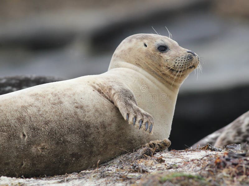 Harbor Seal Resting on Side Stock Photo - Image of spotted, ocean: 35757262