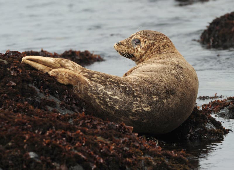 Harbor Seal (Phoca Vitulina) Stock Photo - Image of wildlife, resting ...