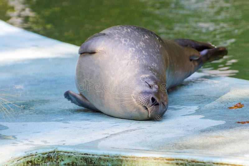 Baby Harbour Seal (Phoca Vitulina) Stock Image - Image of seal, common ...