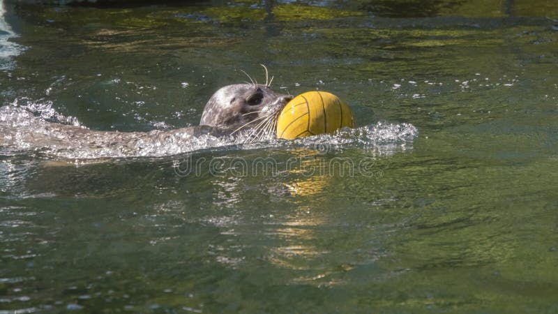 Harbour Seal Swimming with a Ball Stock Photo - Image of play, mammal ...