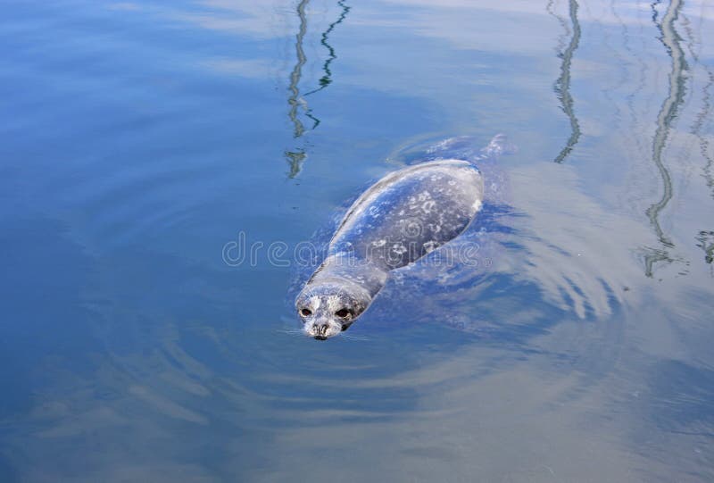 Harbour Seal stock photo. Image of wild, common, mammal - 83643138