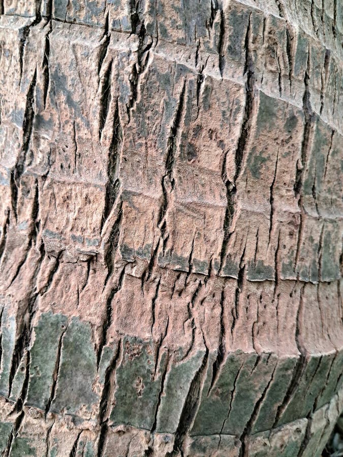 1,212 Coconut Skin Texture Background Stock Photos - Free & Royalty ...