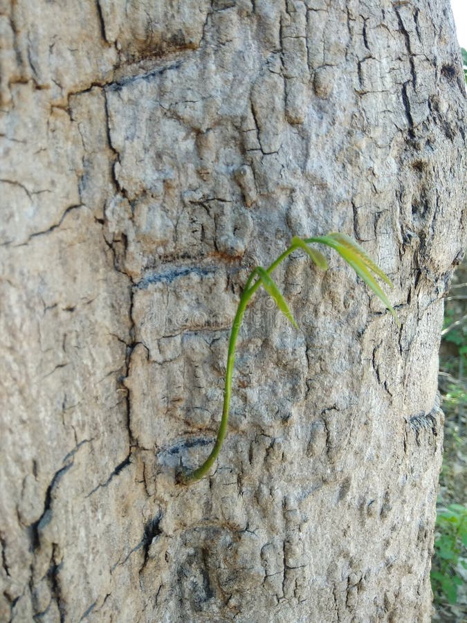 Hard bark with soft leaves stock photo. Image of bark - 192442702