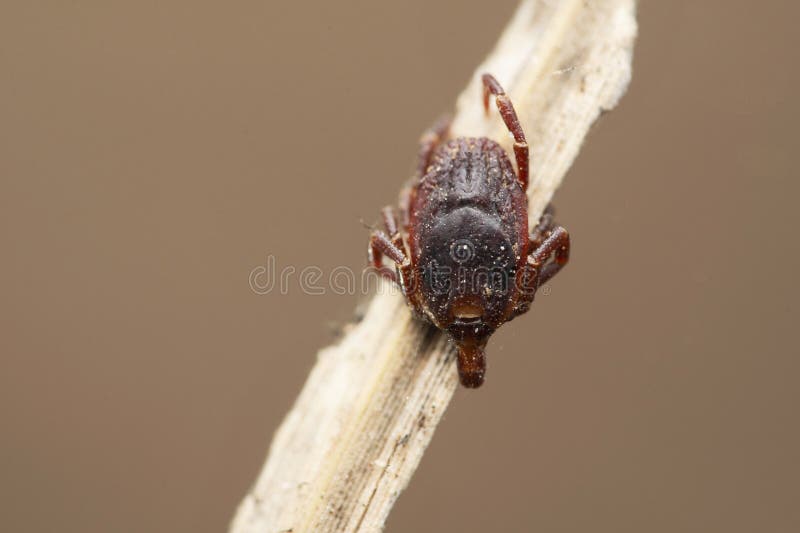 Hard Bodied Tick, Hyalomma Marginatum at Satara, Maharashtra Stock ...