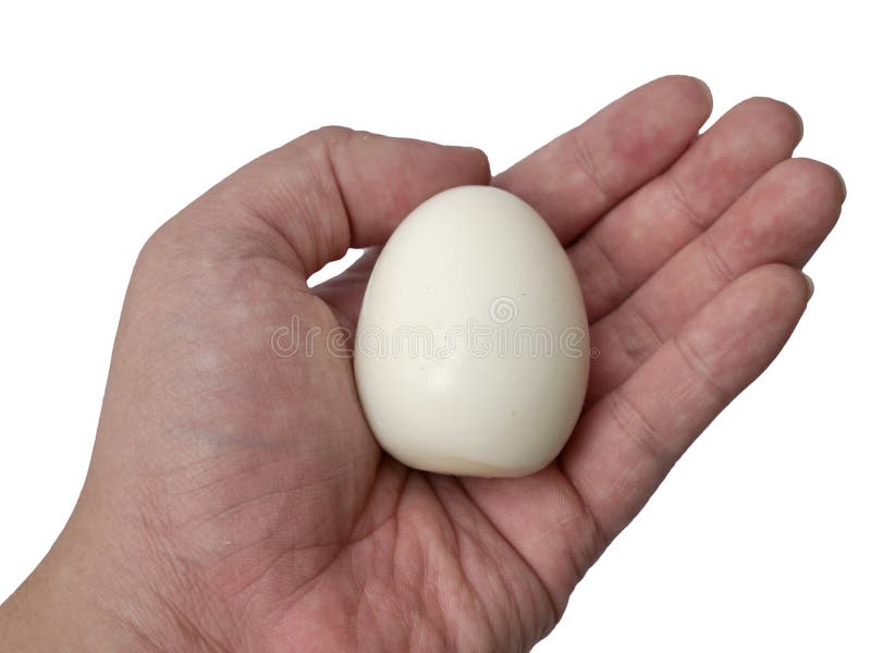 Hard Boiled Peeled Chicken Egg in Person Hand Stock Photo - Image of ...