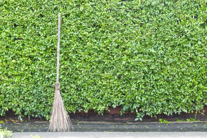 Hard Broom Place it Under the Tree Stock Image - Image of device ...