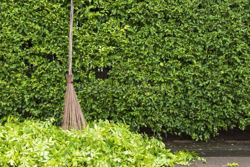Hard Broom Place it Under the Tree Stock Image - Image of gardening ...