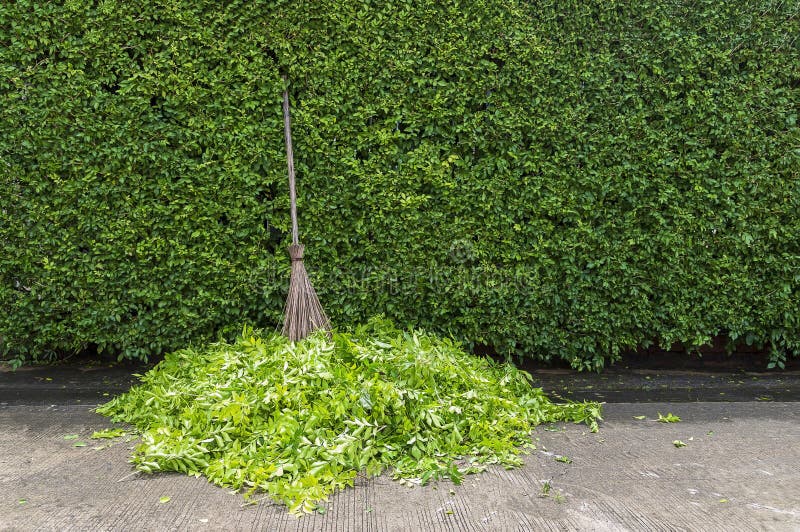 Hard Broom on a Blue Background. the Hard Broom is Made from the Midrib ...