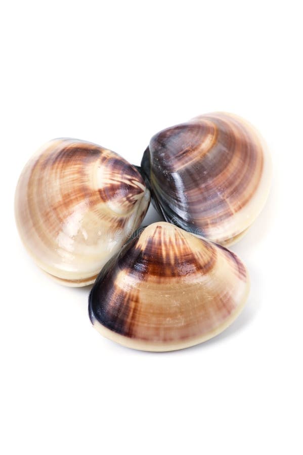 Hard Clam-Meretrix Lamarckii Stock Photo - Image of meal, common: 38368332