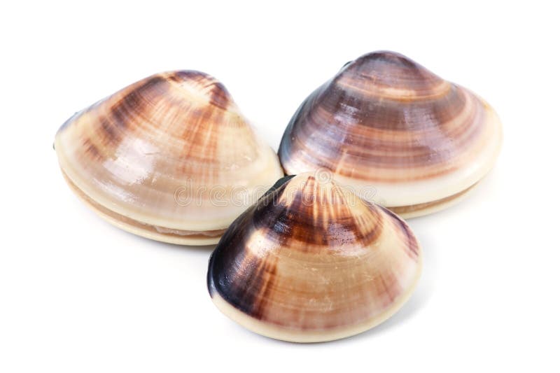 Hard Clam-Meretrix Lamarckii Stock Image - Image of meal, cook: 38368345