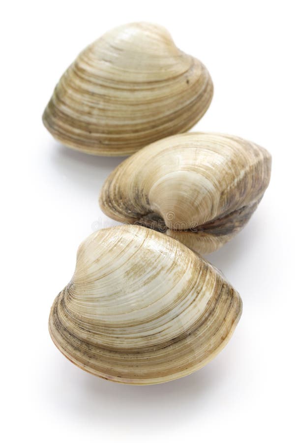Hard clam, quahog stock photo. Image of healthy, isolated - 45347352