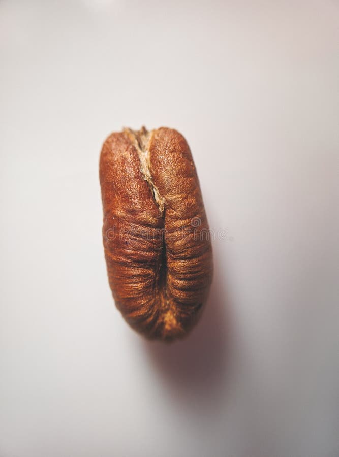 Hard Coated Dry Seed of Date Used for Dates Trees Plantations Stock ...