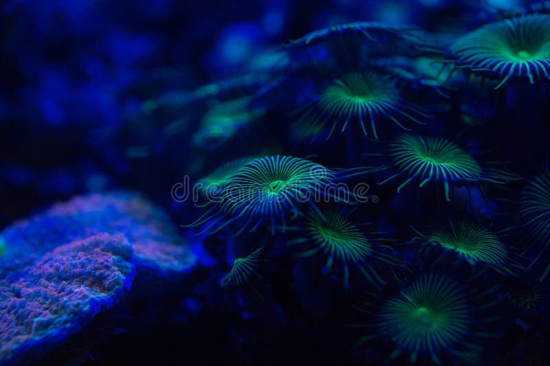 Blue Coral Night Crystal Polygon Bokeh Background Poster Paint Texture ...