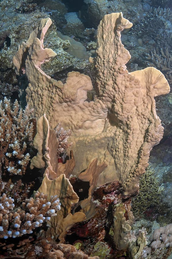 Hard Corals of Different Shapes. the Largest is a Brownish Plate Coral ...