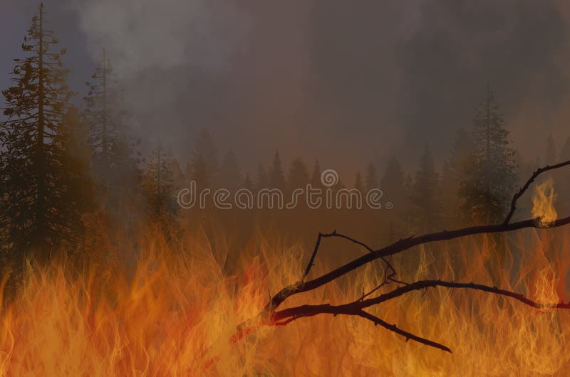 Hard Fire Desrtoy Temperate Forest in the Summer Stock Photo - Image of ...