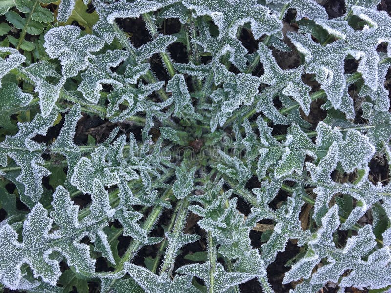 Hard Frost stock image. Image of winter, leaves, midwest - 101791057