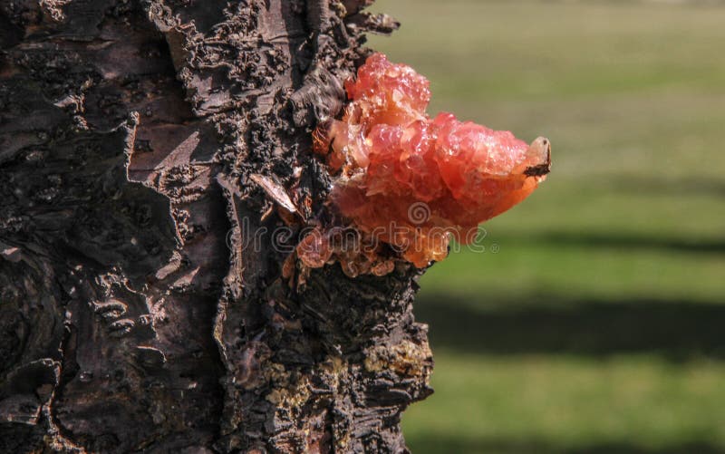 Hard Gemaakt Sap of Hars Op Boomboomstam Stock Foto - Image of roze ...