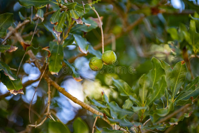 Hard Green Australian Macadamia Nuts Hanging on Branches on Big Tree ...