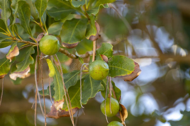 Hard Green Australian Macadamia Nuts Hanging on Branches on Big Tree ...