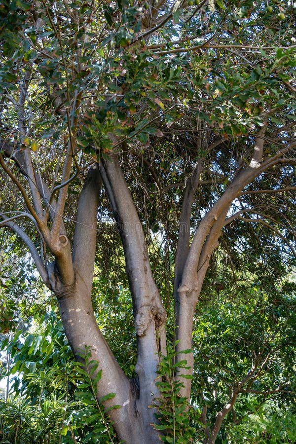 Hard Green Australian Macadamia Nuts Hanging on Branches on Big Tree on ...