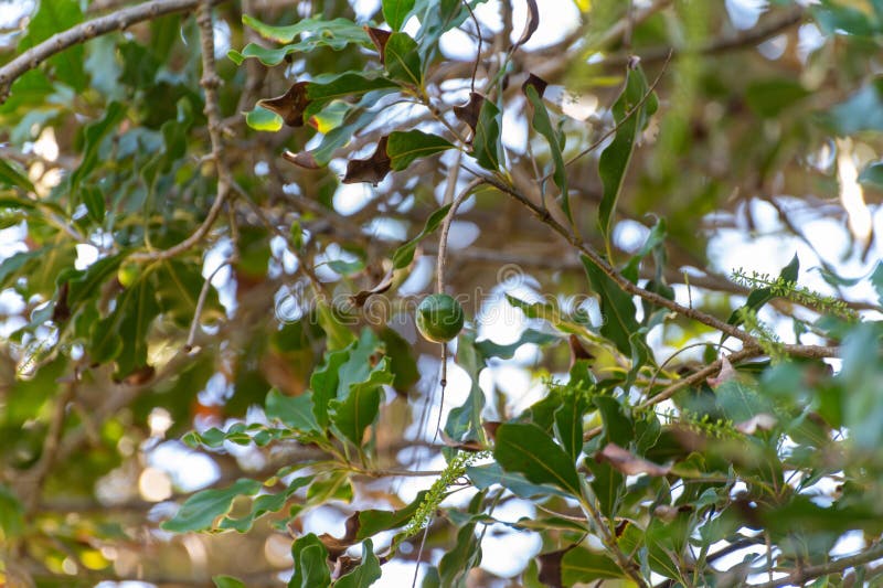 Hard Green Australian Macadamia Nuts Hanging on Branches on Big Tree on ...