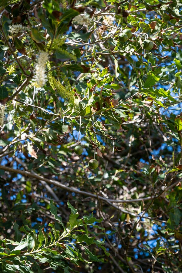 Hard Green Australian Macadamia Nuts Hanging on Branches on Big Tree on ...