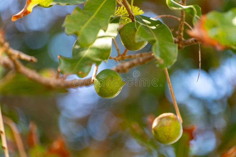 Hard Green Australian Macadamia Nuts Hanging on Branches on Big Tree on ...