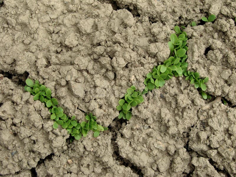 Hard ground stock photo. Image of growth, botanical, agriculture - 14571150