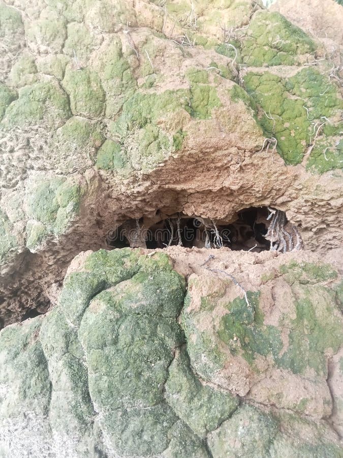 The Hard Ground Makes it Difficult for the Snake To Move Stock Image ...