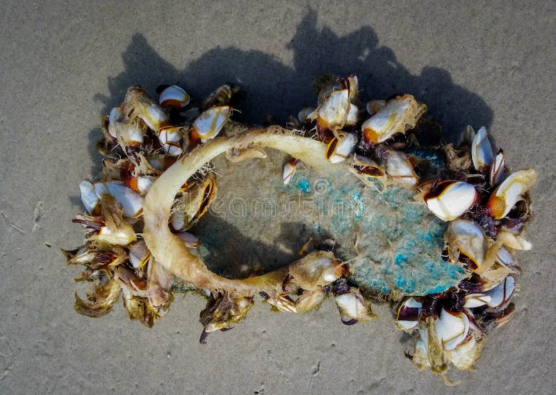 Flip flop that washed up stock image. Image of island - 111649313