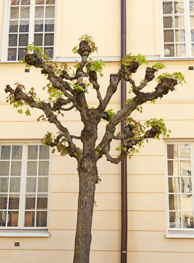Hard-kept and Cut Tree in Stockholm Stock Image - Image of hard ...