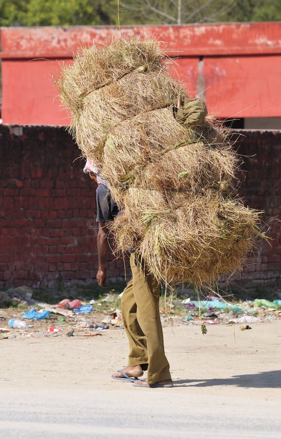 Hard life stock photo. Image of life, bale, sunny, indian - 13232748