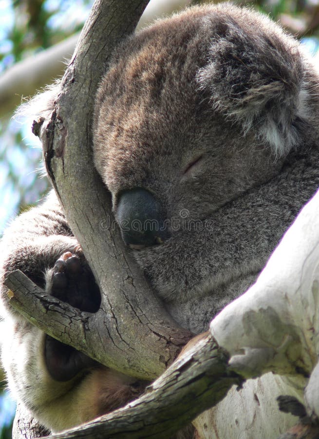 A Hard Life! stock photo. Image of rest, sleeping, lazy - 389436