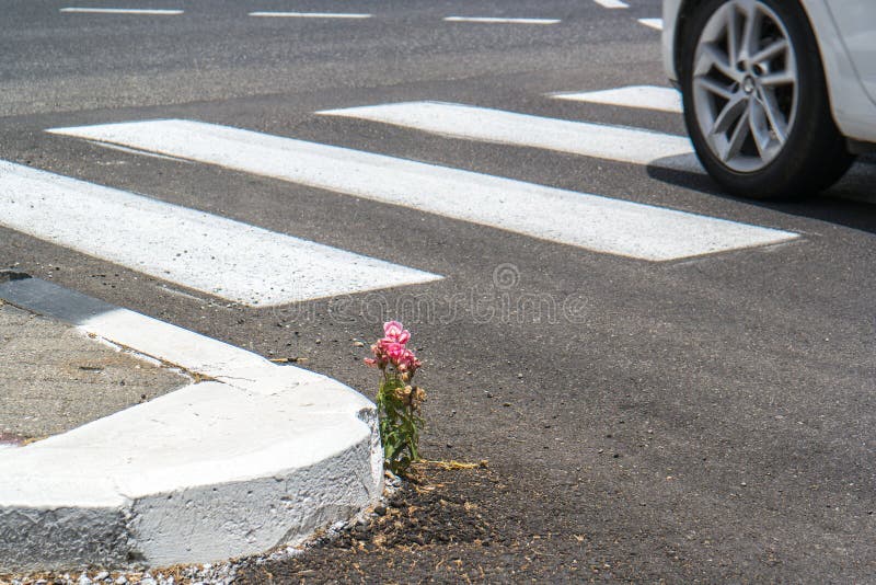 Hard life flower stock image. Image of strong, flower - 100558619