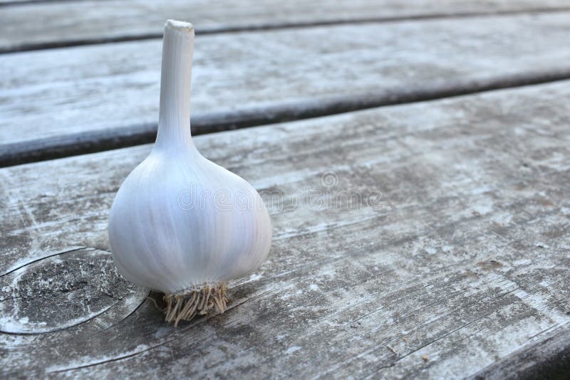 A Hard Neck Garlic Bulb on Wood Stock Photo - Image of weathered ...