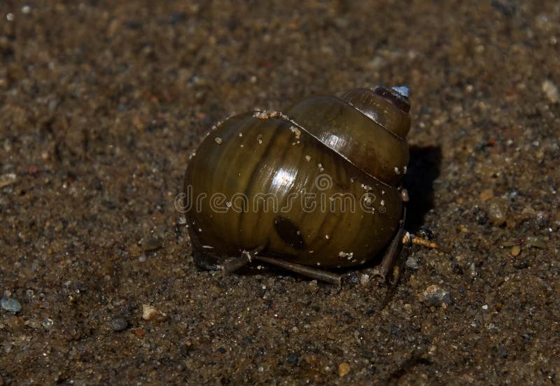 Snail Shell in the Sand stock image. Image of brown - 393699105