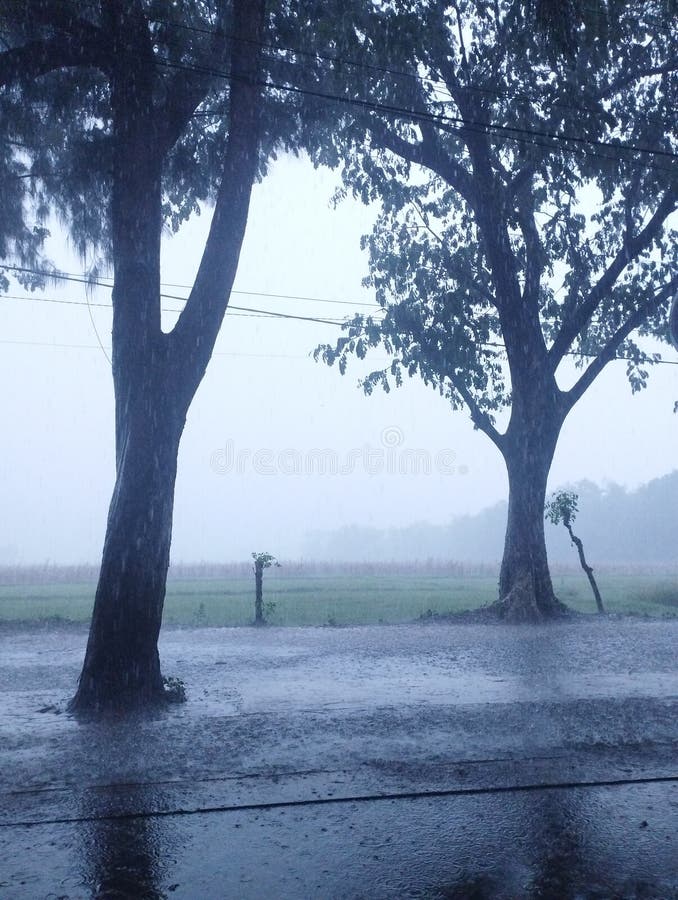 The Hard Rain in afternoon stock photo. Image of leaf - 266579364
