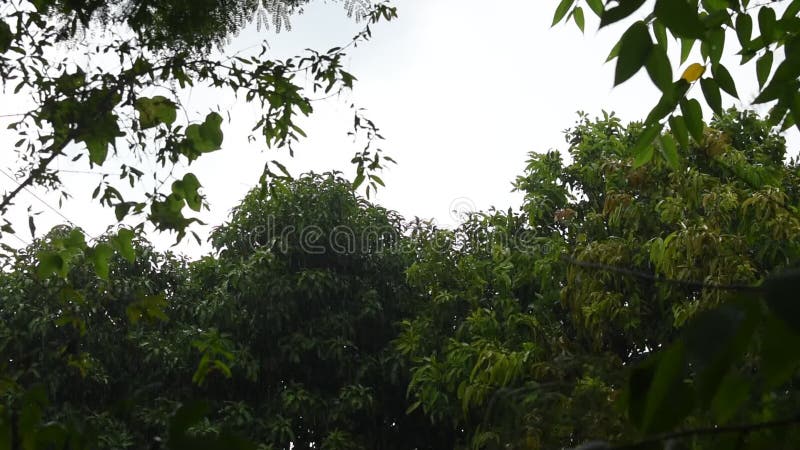 Hard Rain Falling on Tree and Leaf Flowing from Wind Blown in Garden ...