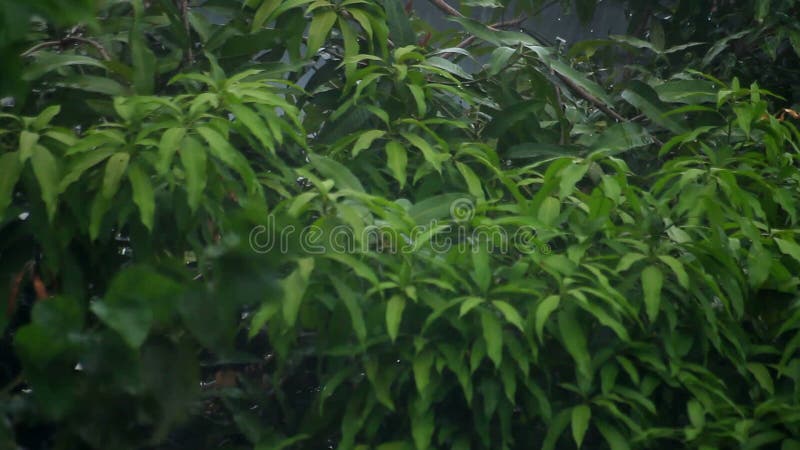 Hard rain on water surface stock video. Video of detail - 285215047